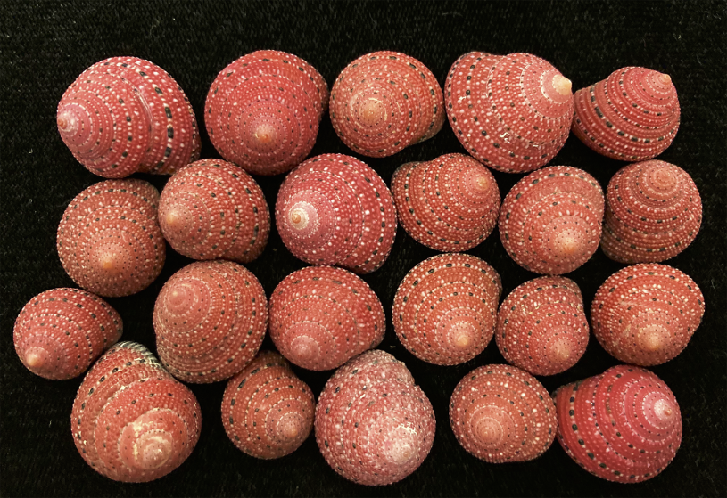 What's in a species name? | Natural History Museum